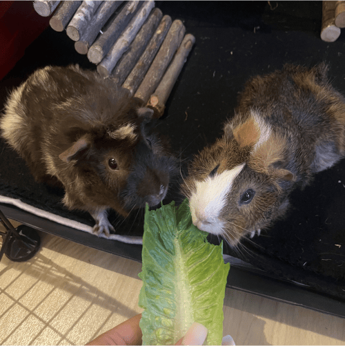 UoNSU Newsletter May, 2025